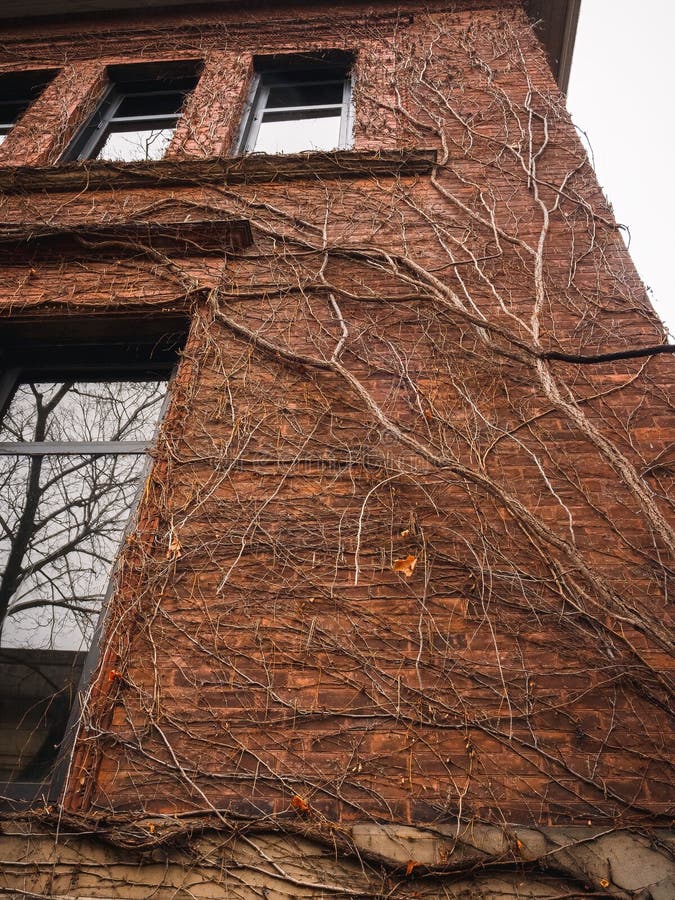 Low Angle Shot of a Brick Wall Building Covered with Branches Stock ...