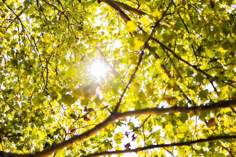 Low-angle Shot of the Bright Sun Visible through the Yellow Leaves on ...