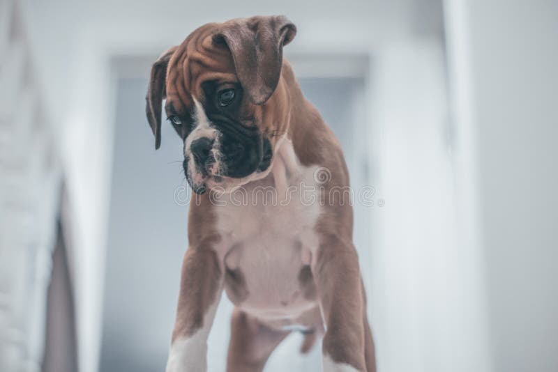 Low-angle Shot of a Brown Boxer Dog Looking Down Stock Photo - Image of ...