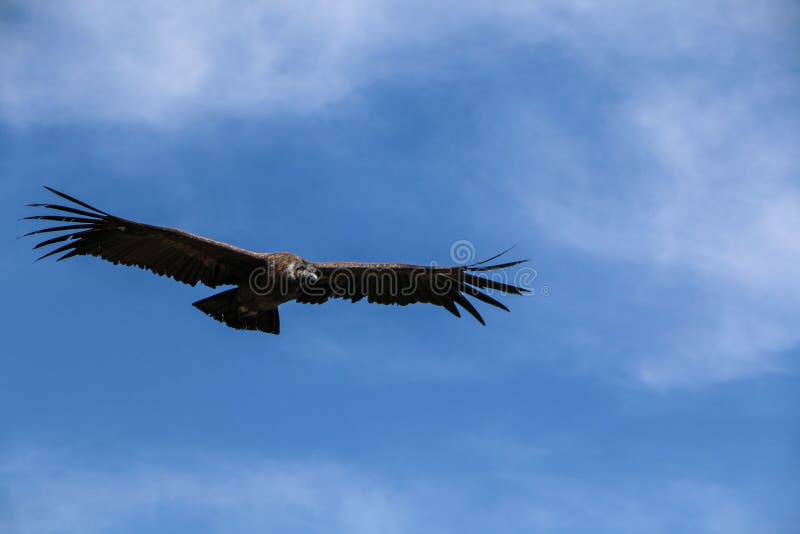 Low Angle Shot of a Brown Falcon Flying in a Bright Blue Sky Stock ...