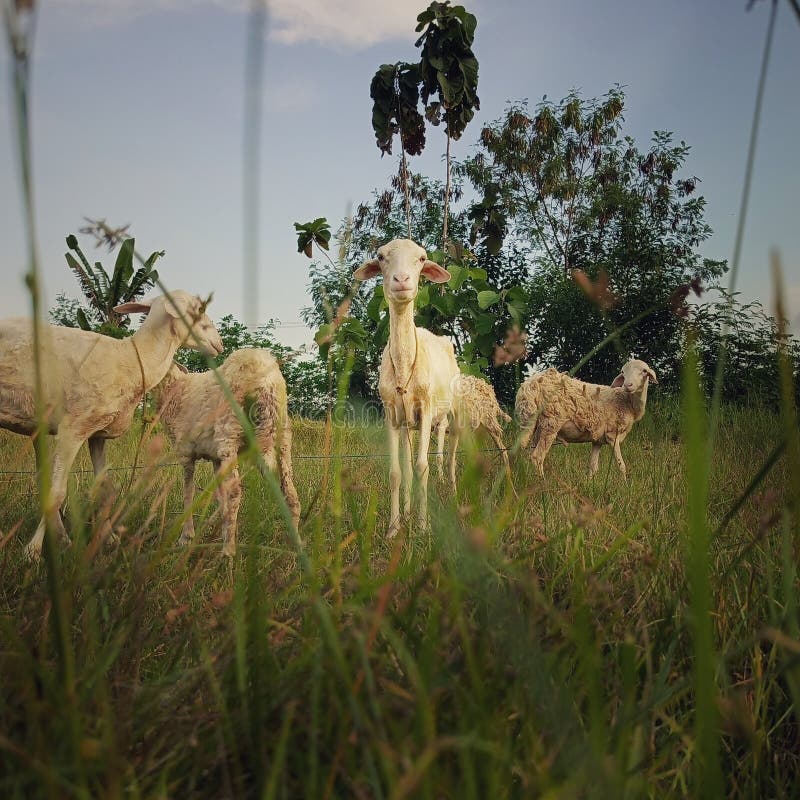 A Low-angle Shot Captures a Small Flock of Light-colored Sheep Grazing ...