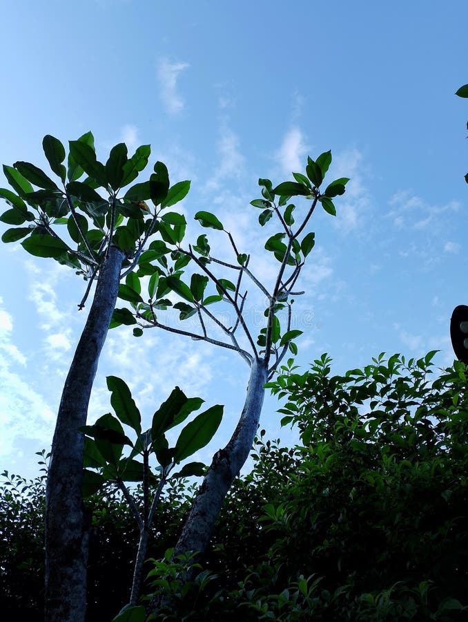 This Low-angle Shot Captures Two Slender Tree Trunks Silhouetted ...