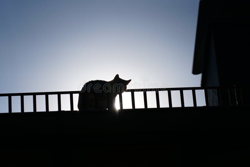 Low Angle Shot of a Cat on the Roof Stock Image - Image of background ...