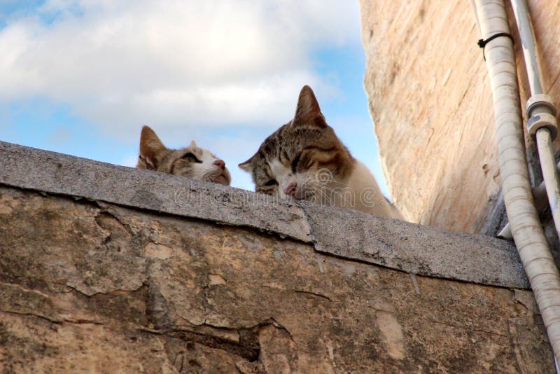 Low Angle Shot of Cats on Top of the Stone Wall Stock Photo - Image of ...