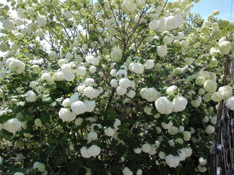 Chinese Snowball Viburnum Flower Heads are Snowy. Delicate Caves of ...