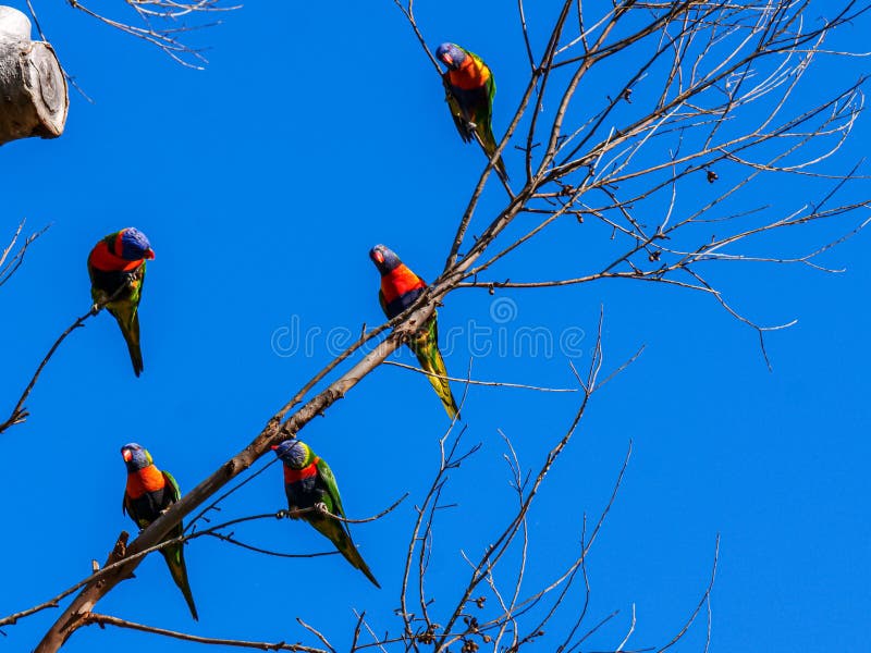 Low Angle Shot of Coconut Lorikeets (Trichoglossus Haematodus) Perched ...