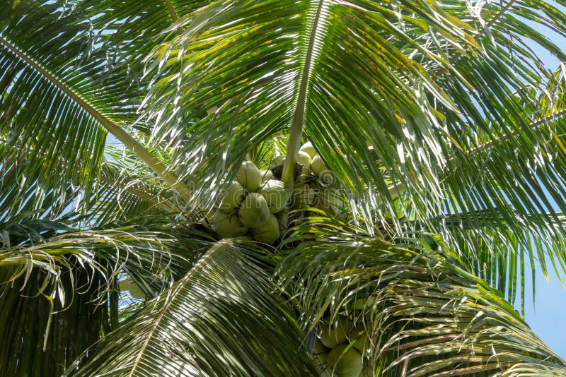 Low Angle Shot of a Coconut Tree Under the Sunlight and a Blue Sky ...