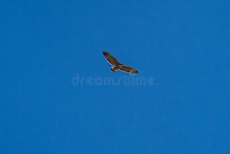 Low Angle Shot of Common Buzzard with Open Wings Soaring High in Clear ...