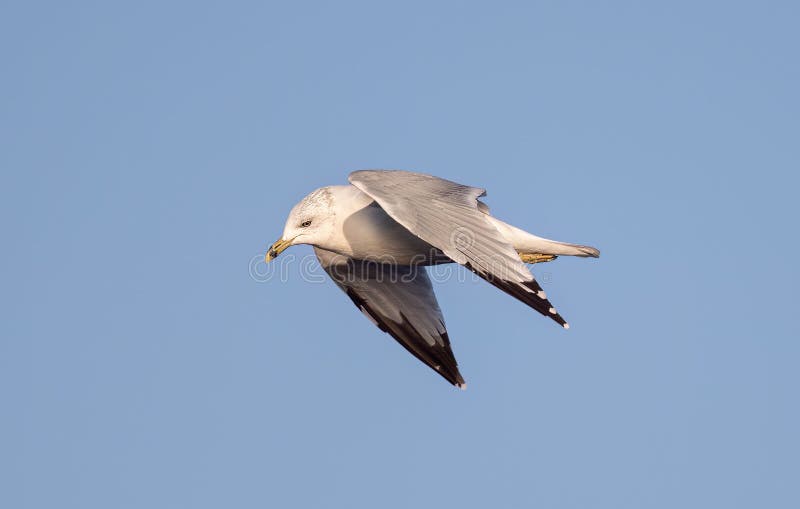 Low-angle Shot of the Common Gull Flying Against a Blue Sky Stock Photo ...