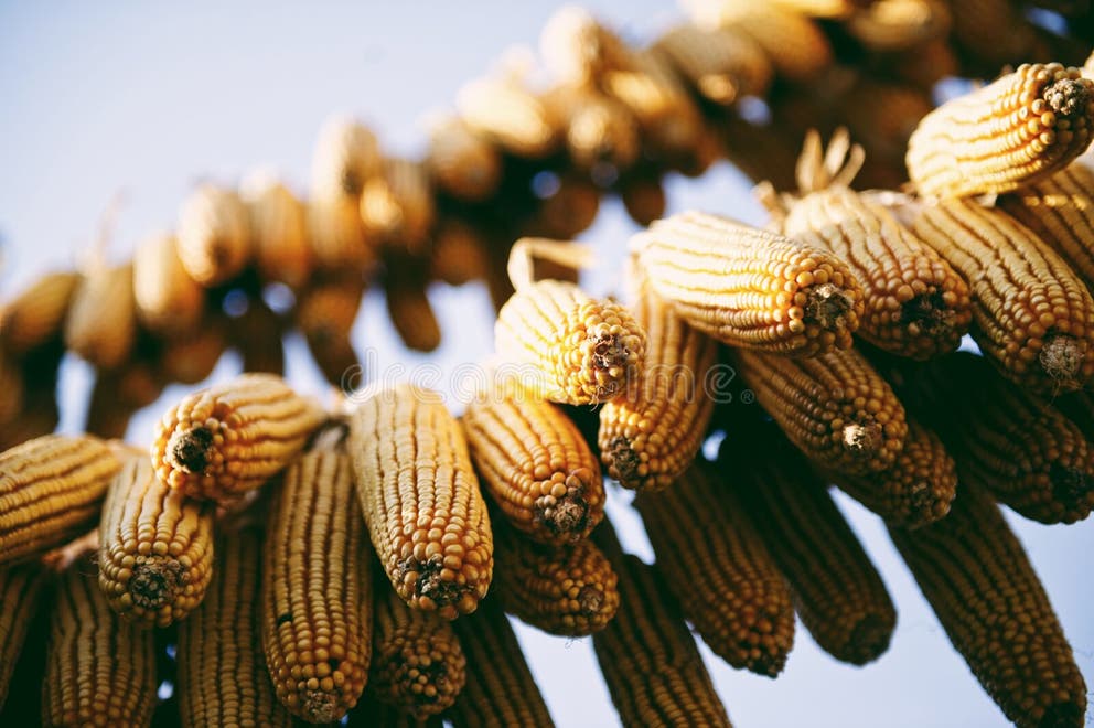 Low Angle Shot of Corn Cobs Hanging To Dry in Rows Stock Photo - Image ...