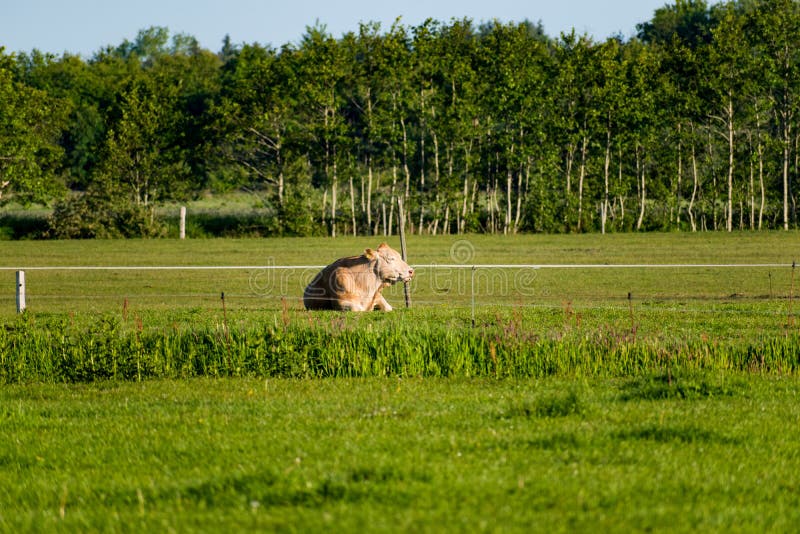 Low Angle Shot of a Cow in a Meadow Stock Photo - Image of nature ...