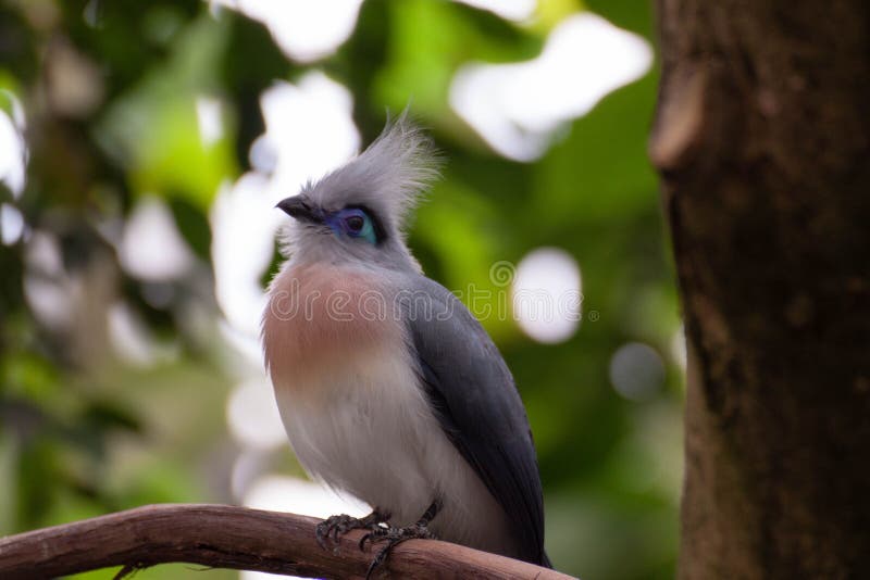 Low Angle Shot of a Crested Coua Bird Perched on a Tree Branch Stock ...