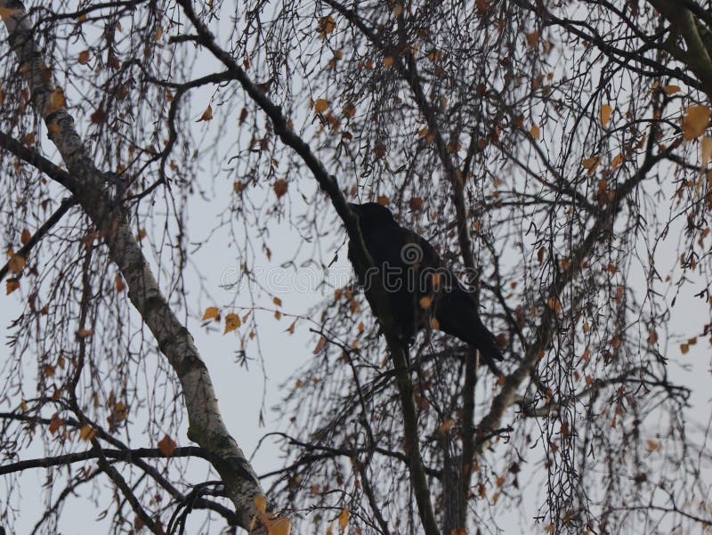 Low Angle Shot of a Crow Bird Resting on a Tree Branch with a Blurred ...