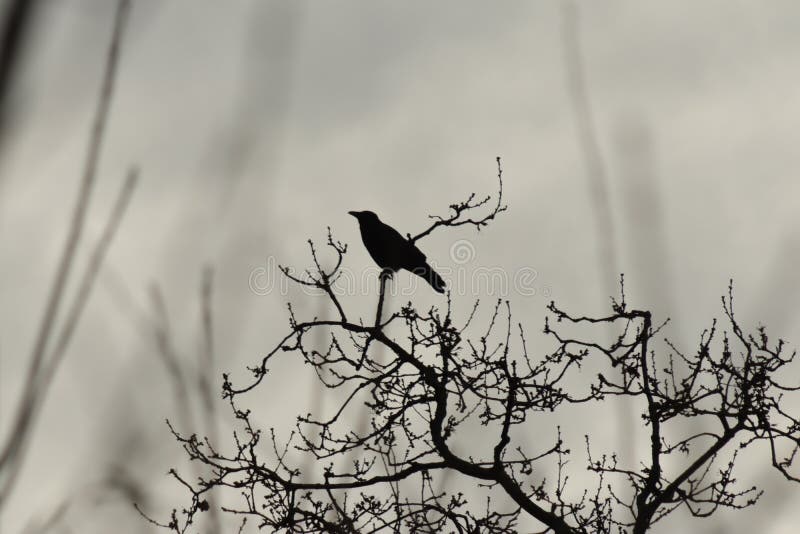 Low Angle Shot of a Crow Bird Resting on a Tree Branch with a Gray Sky ...