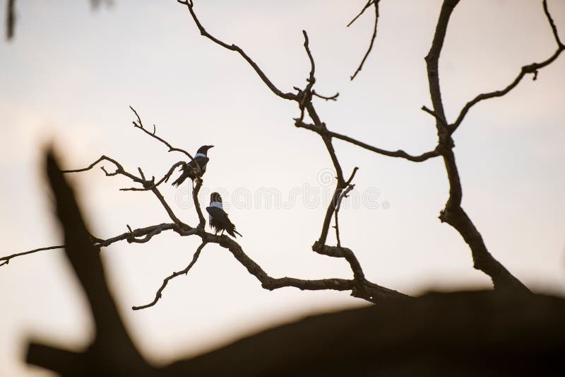 Low Angle Shot of Crows Perched on Dry Broken Tree Branches Stock Image ...