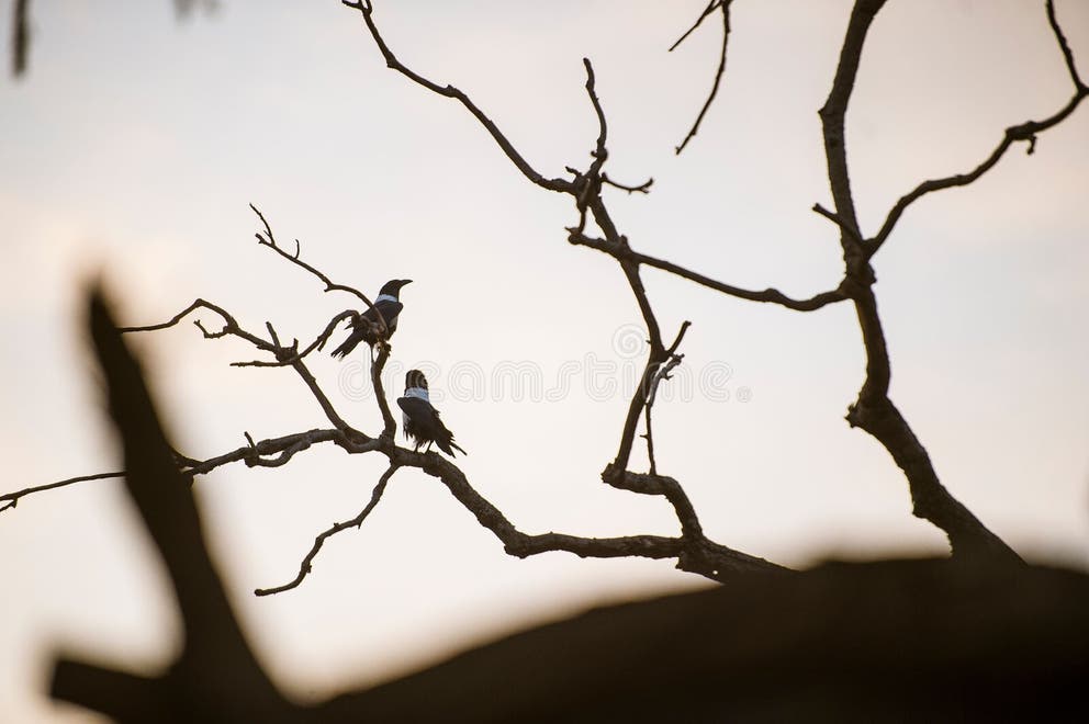 Low Angle Shot of Crows Perched on Dry Broken Tree Branches Stock Image ...