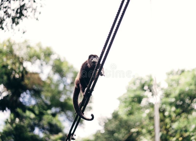 Low Angle Shot of Cute, Black Monkey on a Rope Stock Image - Image of ...