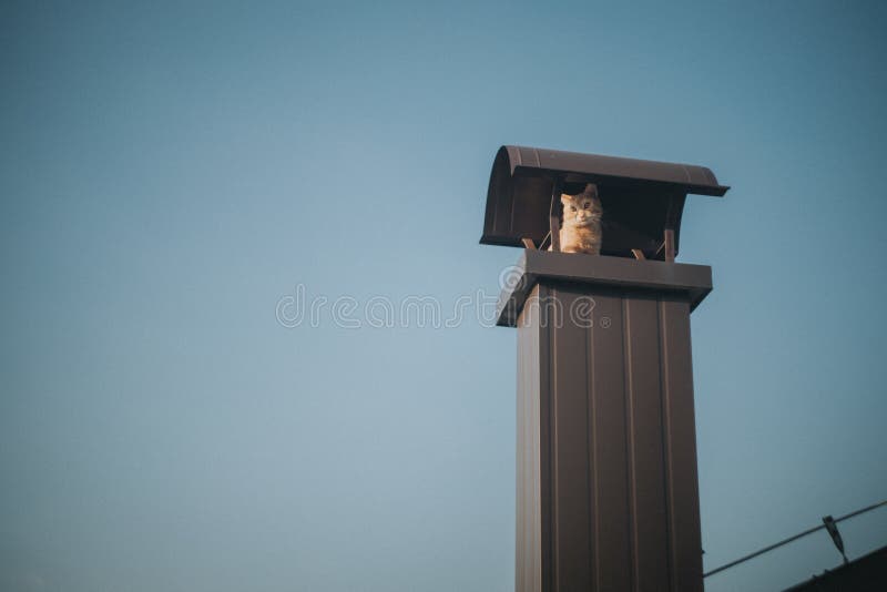 Low Angle Shot of a Cute Cat on the Top of a Chimney Stock Image ...