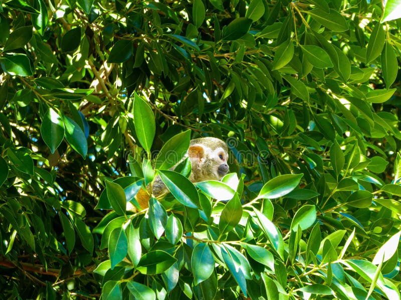 Low Angle Shot of a Cute Small Monkey in a Tree in Rio De Janeiro ...