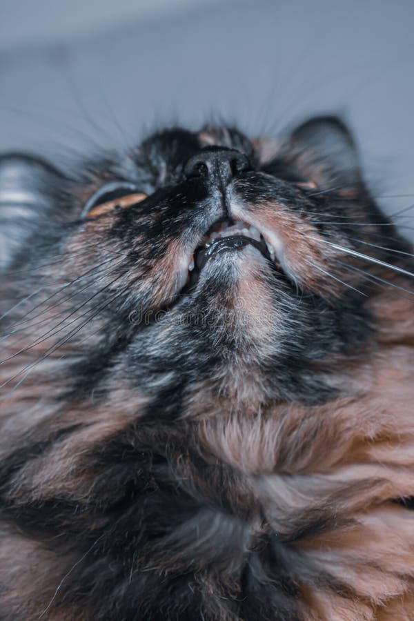 Low Angle Shot of a Cute Tortoiseshell Cat Stock Image - Image of wild ...