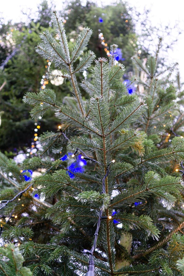 Low Angle Shot of a Decorated Christmas Tree with Blue Lights Stock ...