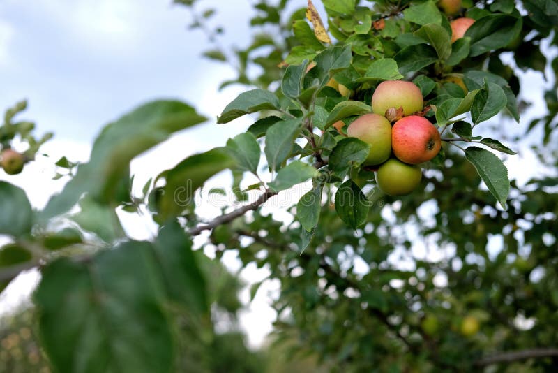 Low Angle Shot of Delicious Apples Surrounded by Green Leaves on a Tree ...