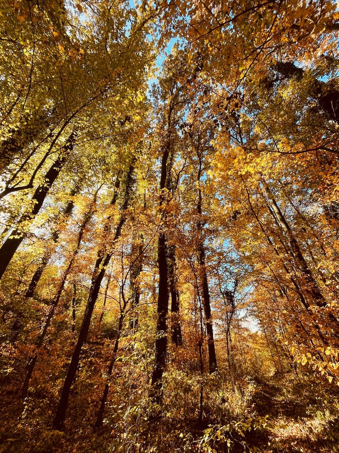 Low Angle Shot of Dense Autumn Trees Stock Photo - Image of dense ...