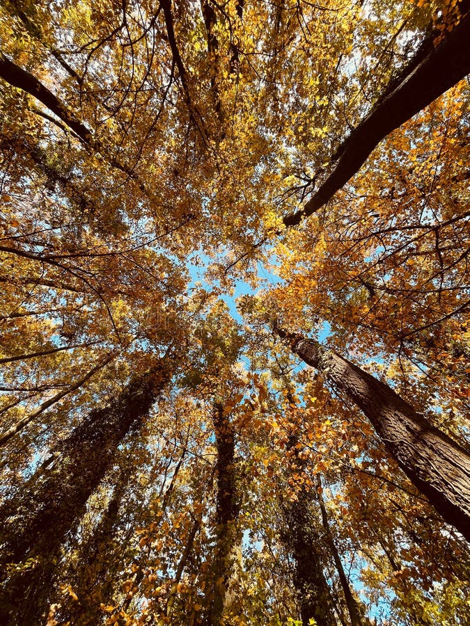 Low Angle Shot of Dense Autumn Trees Stock Photo - Image of plant ...