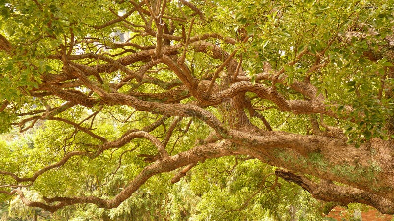 Low Angle Shot of Dense Branches of a Tree Stock Photo - Image of ...