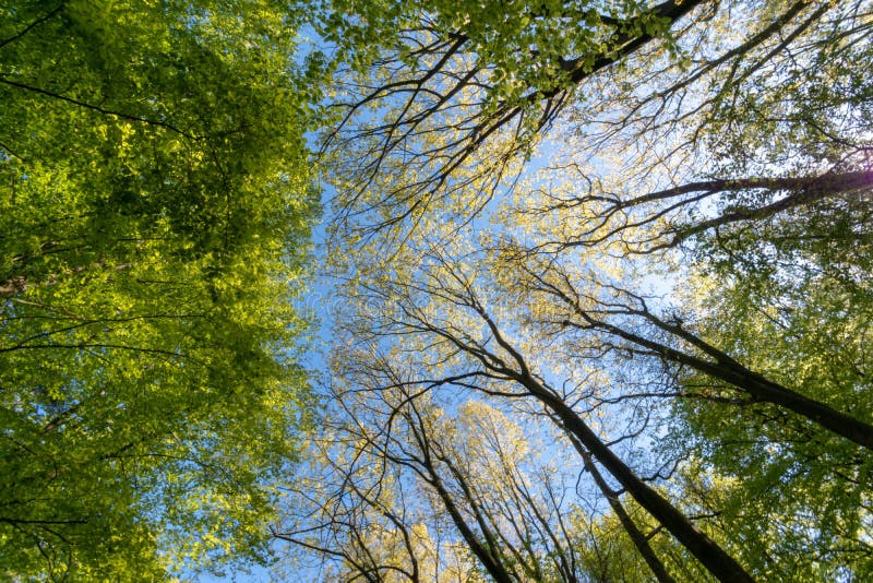 Low Angle Shot of a Dense Forest with Thin Long Trees in Sunlight Stock ...