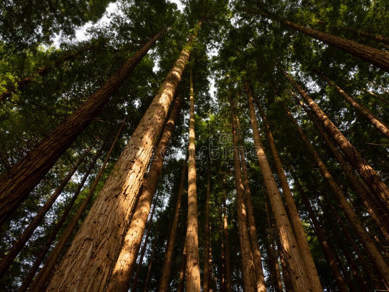 Low Angle Shot of Dense High Trees in the Forest Stock Photo - Image of ...