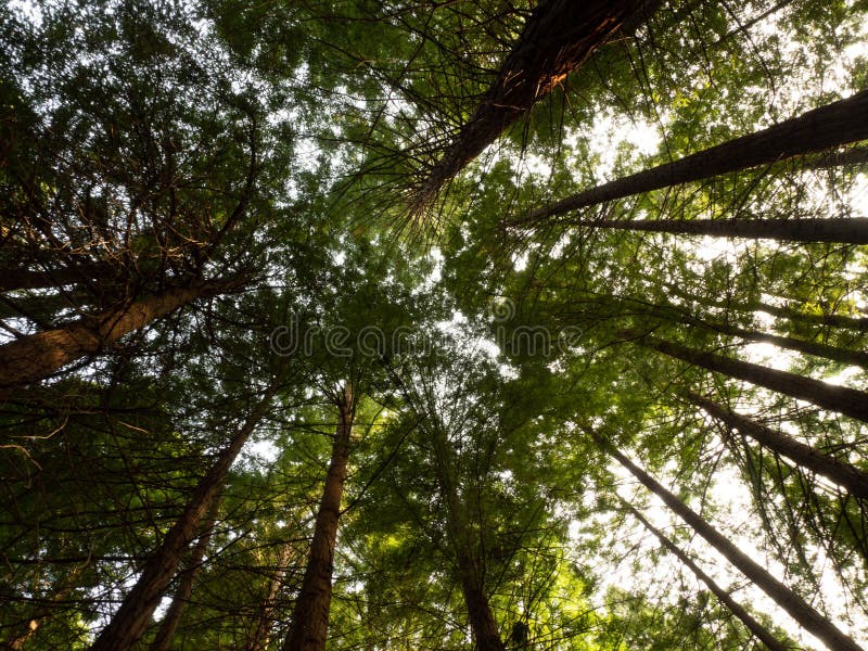 Low Angle Shot of Dense High Trees in the Forest Stock Image - Image of ...