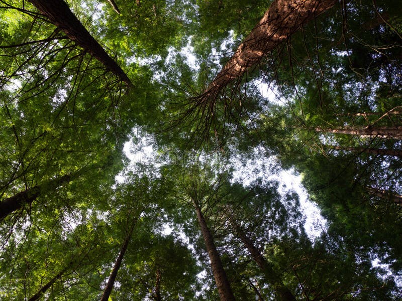 Low Angle Shot of Dense High Trees in the Forest Stock Image - Image of ...