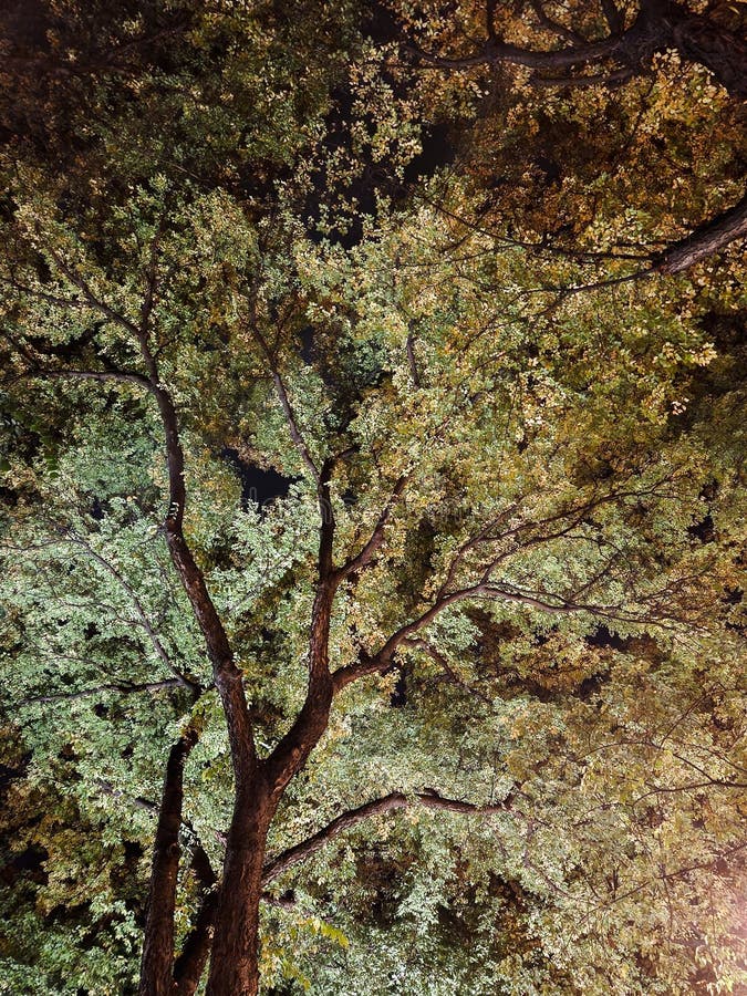 Low Angle Shot of Dense Trees in the Park Stock Photo - Image of ...