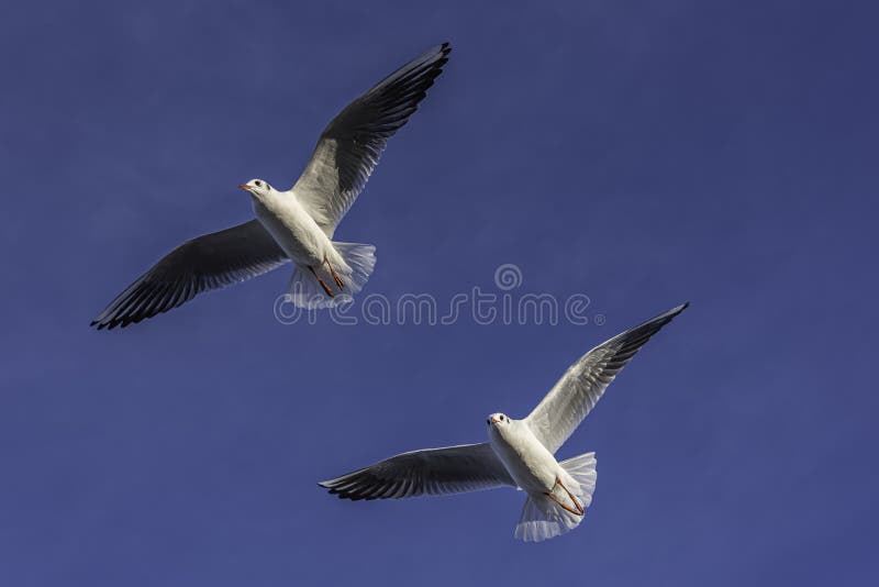 Low Angle Shot of Doves Flying Under the Blue Bright Sky Stock Image ...