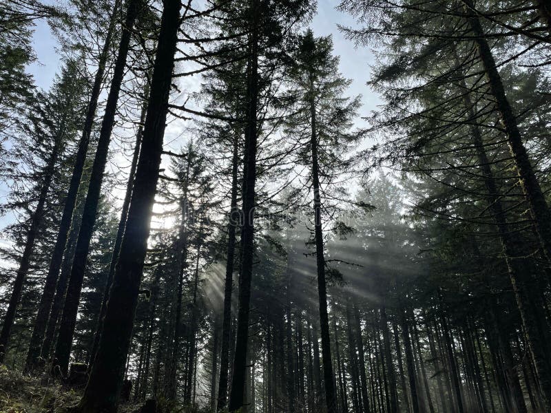 Low Angle Shot of the Dreamy Sun Rays Over the Forest with Tall Trees ...