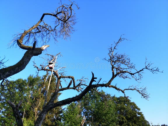 Low Angle Shot of a Dry Tree Branches Stock Photo - Image of yellow ...
