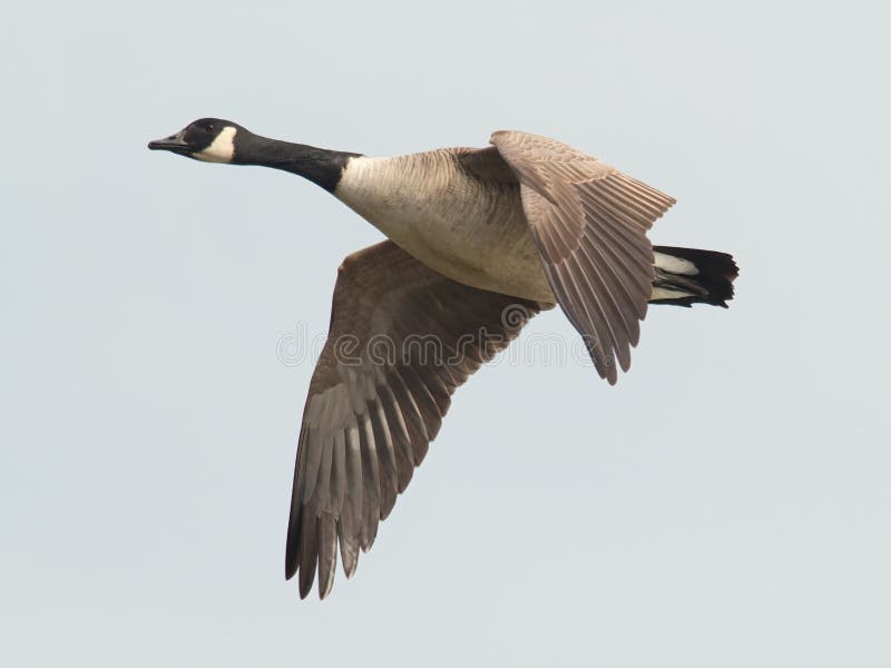 Low Angle Shot of a Duck Flying in the Air Stock Image - Image of ...