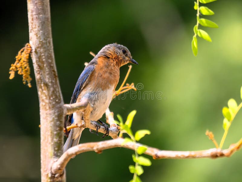 Low Angle Shot of an Eastern Bluebird Perched on a Tree Branch on a ...