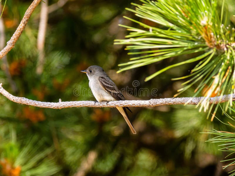 Low Angle Shot of an Eastern Wood Pewee Perched on a Tree Branch on a ...