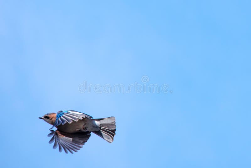 Low Angle Shot of Eurasian Jay Bird is Flying Under Blue Sky in a Sunny ...