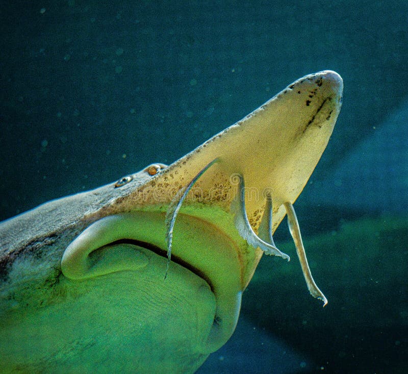 Low Angle Shot of an Exotic Fish Captured at the Bottom of the Ocean ...