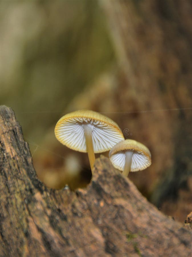 Low Angle Shot of Exotic Mushrooms on the Trunk of a Tree Captured in a ...