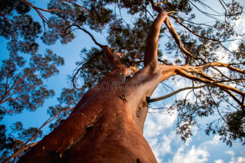 Low Angle Shot of an Exotic Tree with a Thick Trunk Stock Photo - Image ...