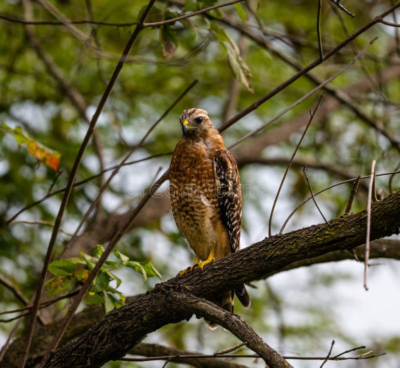 Low-angle Shot of a Falcon Standing on the Tree Branch with Blurred ...