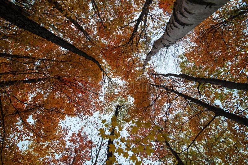 Low Angle Shot of Fall Foliage Tree Leaves in the Sky Stock Photo ...