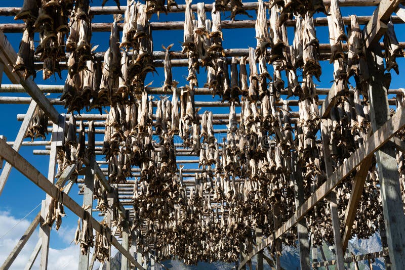 Low Angle Shot of Fish Drying on the Racks Under the Sunlight and a ...