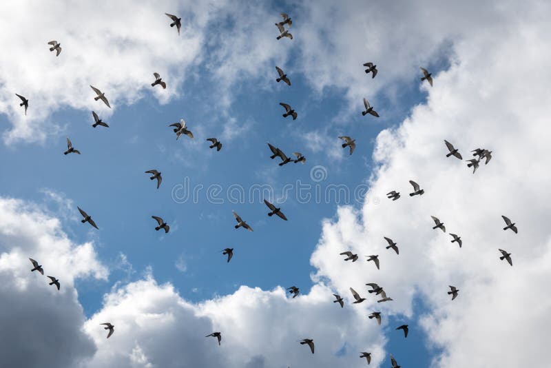 Low-angle Shot of a Flock of Birds Flying To Migrate Stock Image ...