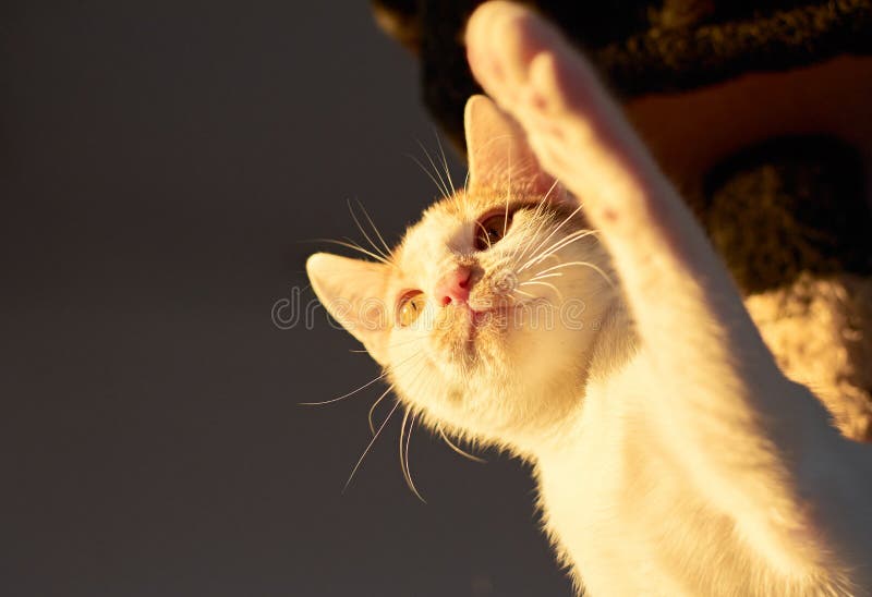 Low Angle Shot of a Fluffy Cat Giving the Left Paw Stock Image - Image ...