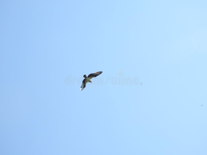 Low Angle Shot of a Flying Buzzard Under the Beautiful Blue Sky during ...